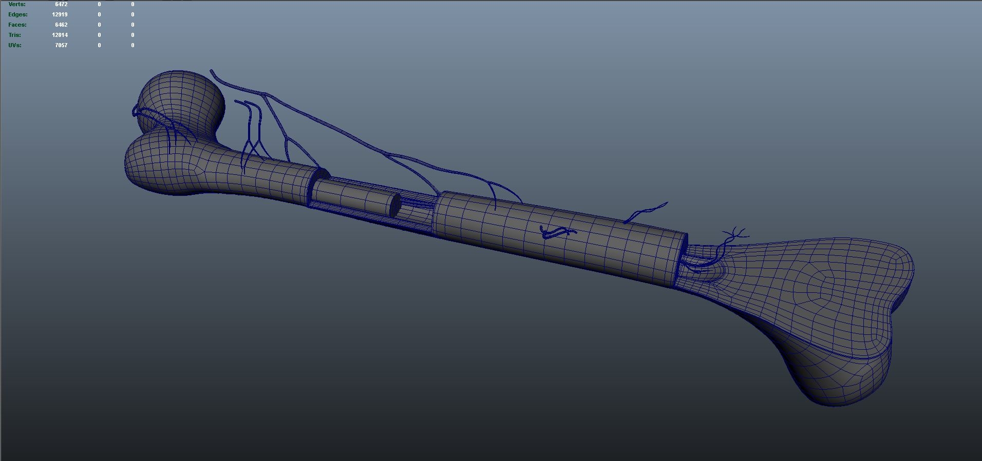 3d model bone anatomy