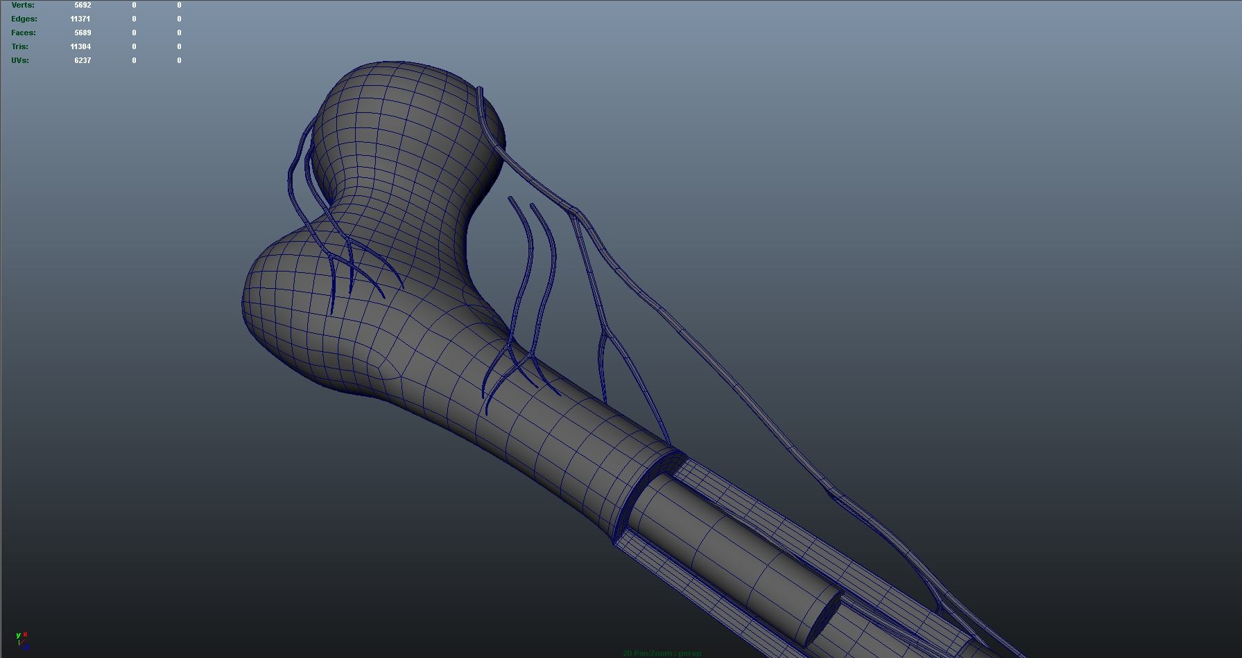 3d model bone anatomy