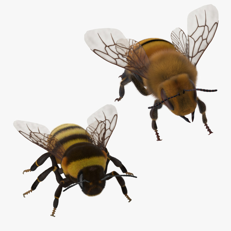 bee bumblebee 3d model