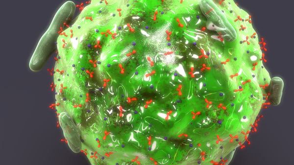 3d cell membrane model