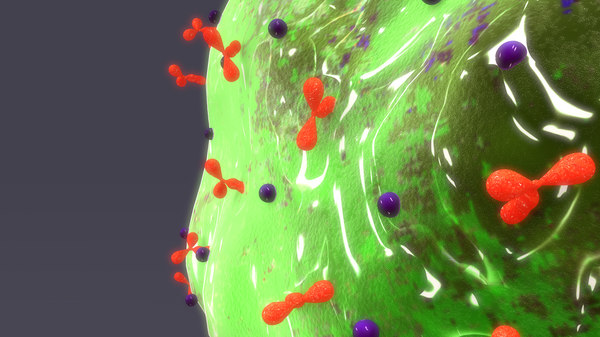 mast cell 3d obj