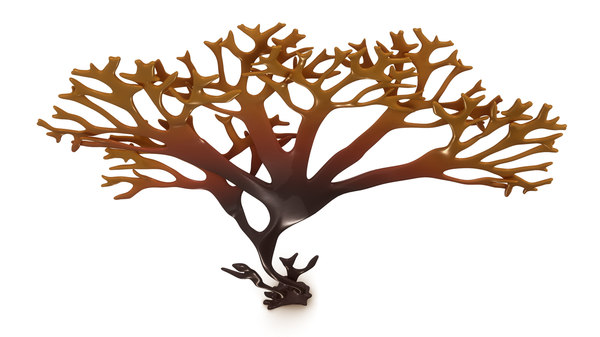 Seaweed 3D Models for Download | TurboSquid