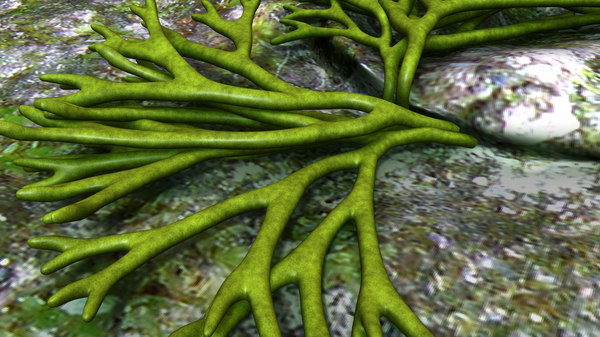 Seaweed 3D Models for Download | TurboSquid