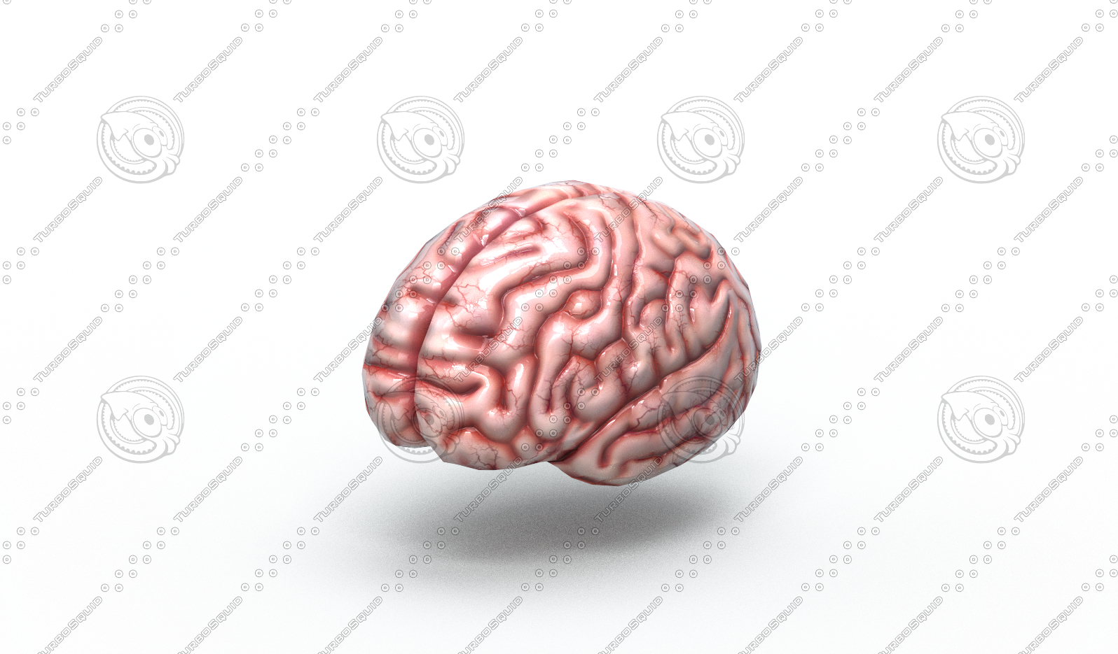 3d brain