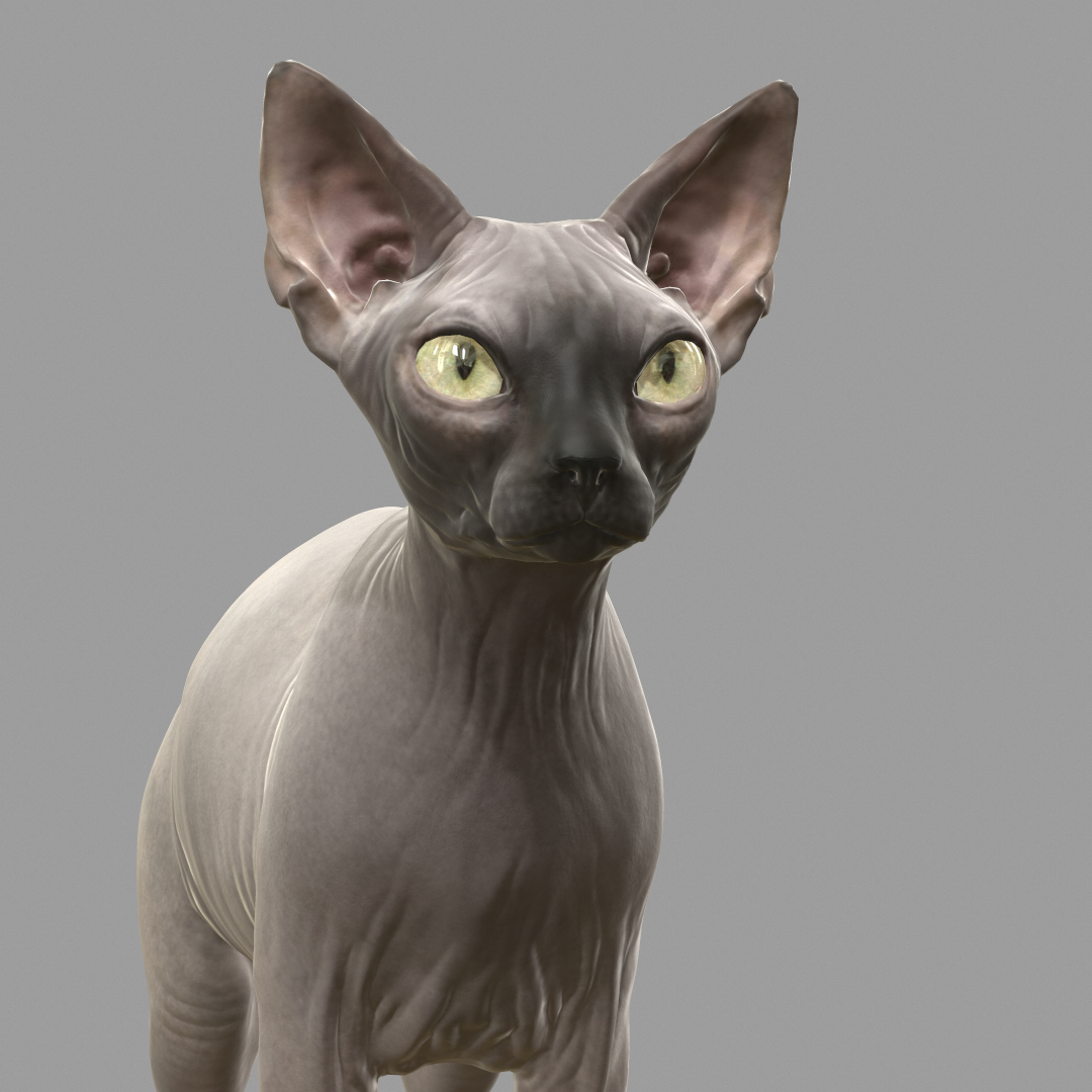 3d model of sphynx cat
