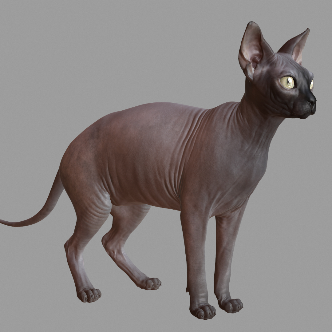 3d model of sphynx cat