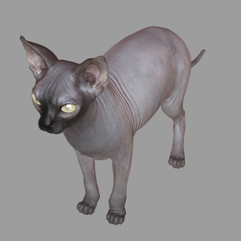 3d model of sphynx cat