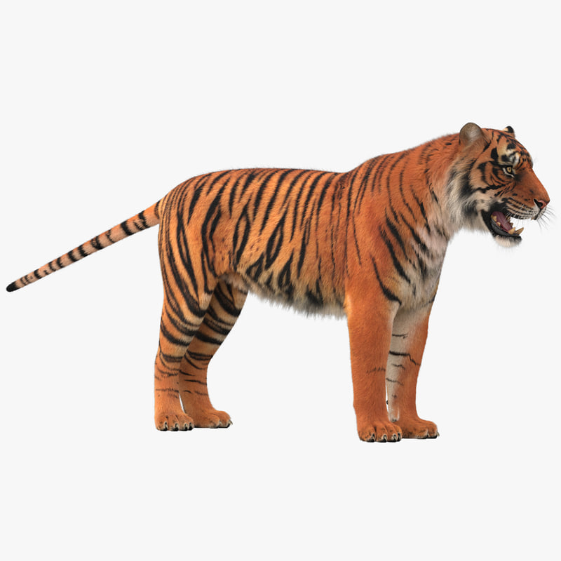 tiger ma