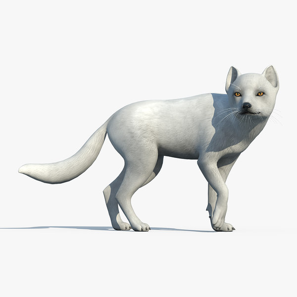 Fox 3D Models for Download | TurboSquid