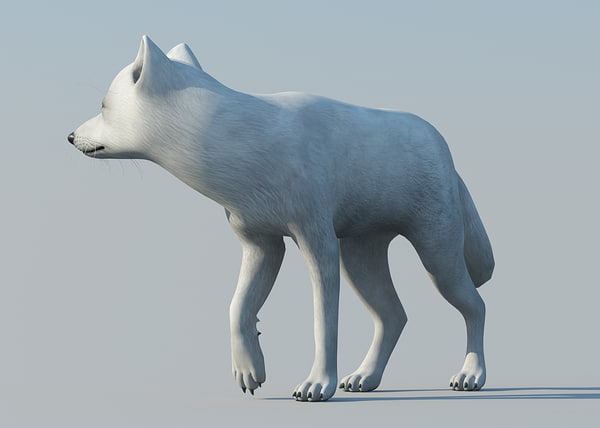 3d arctic fox rigged