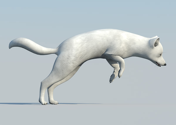 3d arctic fox rigged