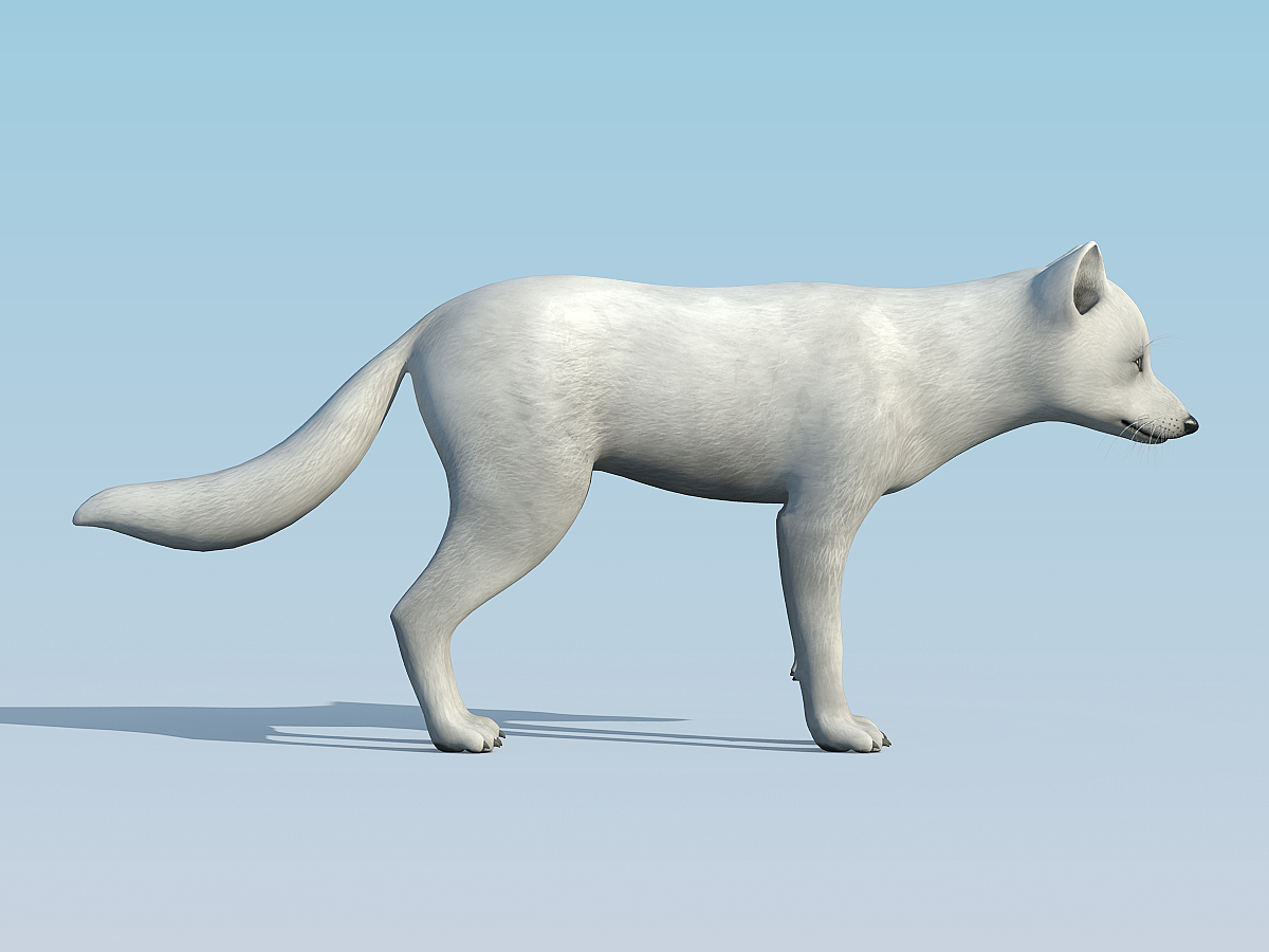 3d arctic fox rigged