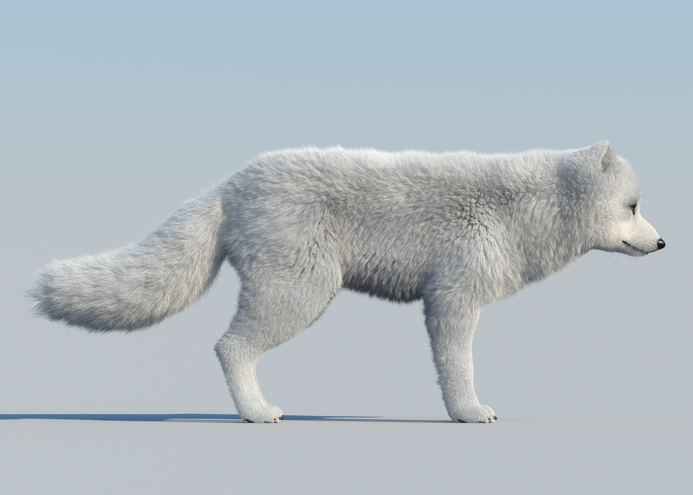 3d arctic fox fur model