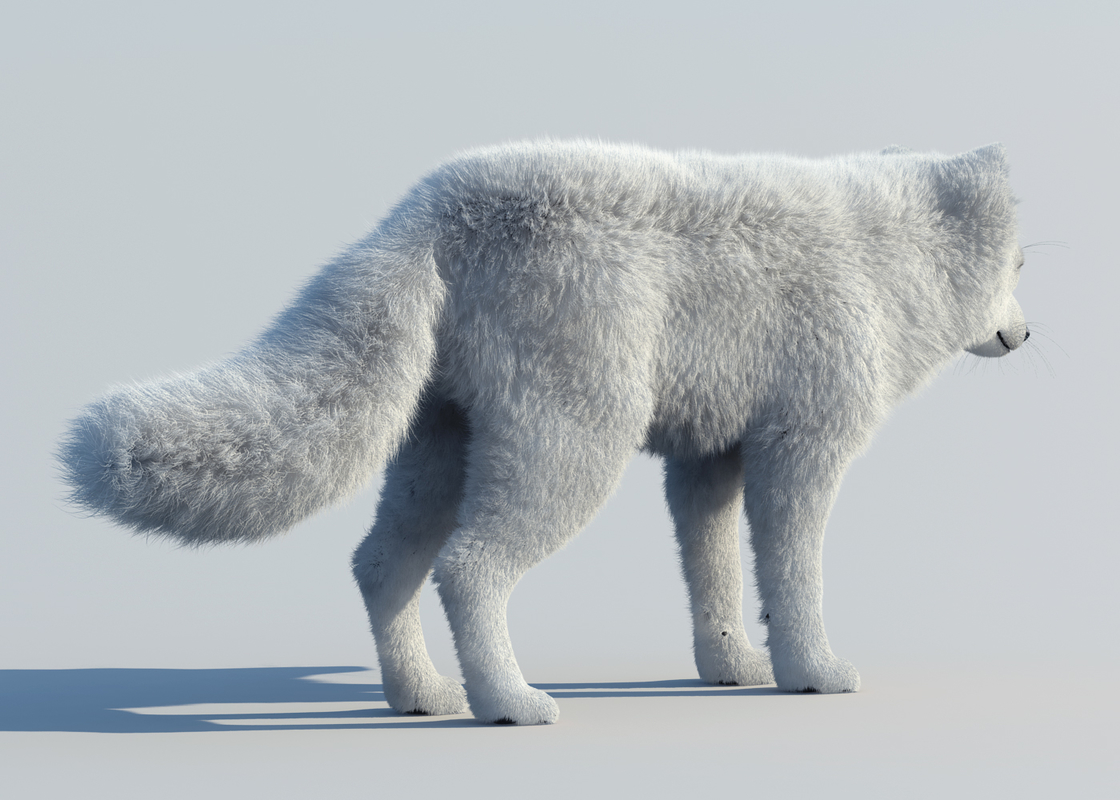 3d arctic fox fur model