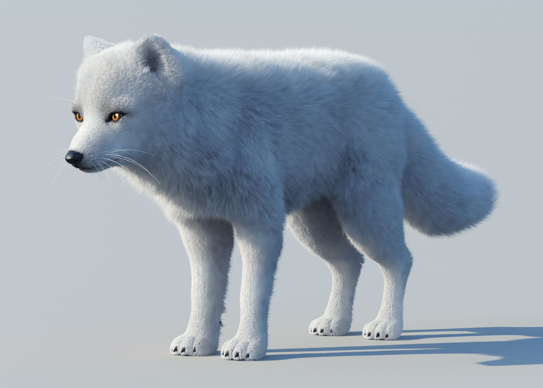 3d arctic fox fur model
