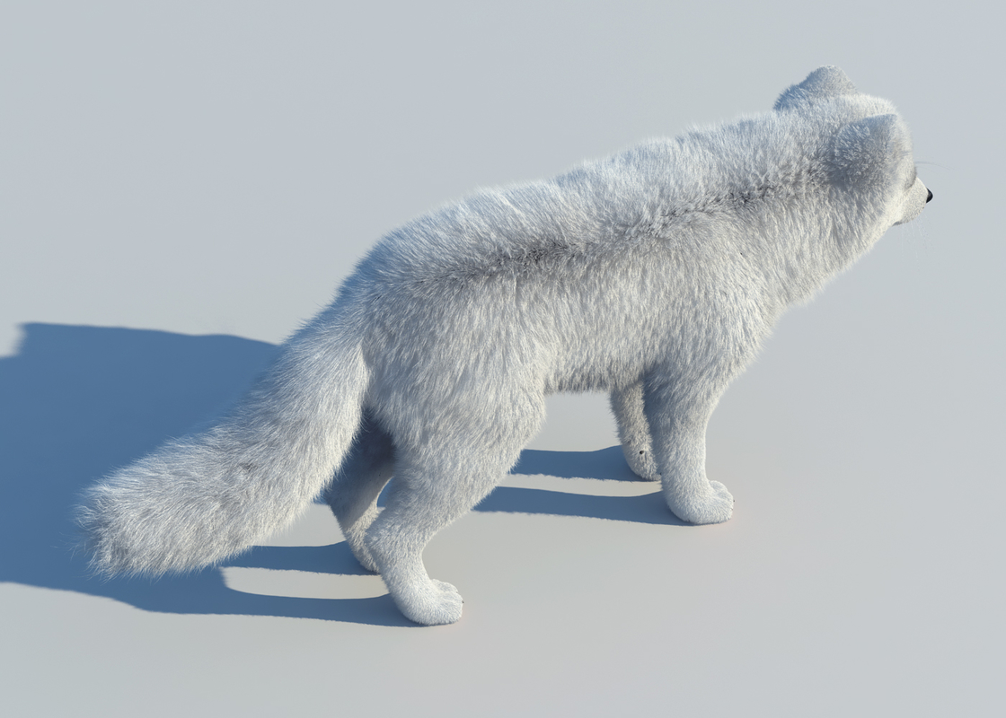 3d arctic fox fur model