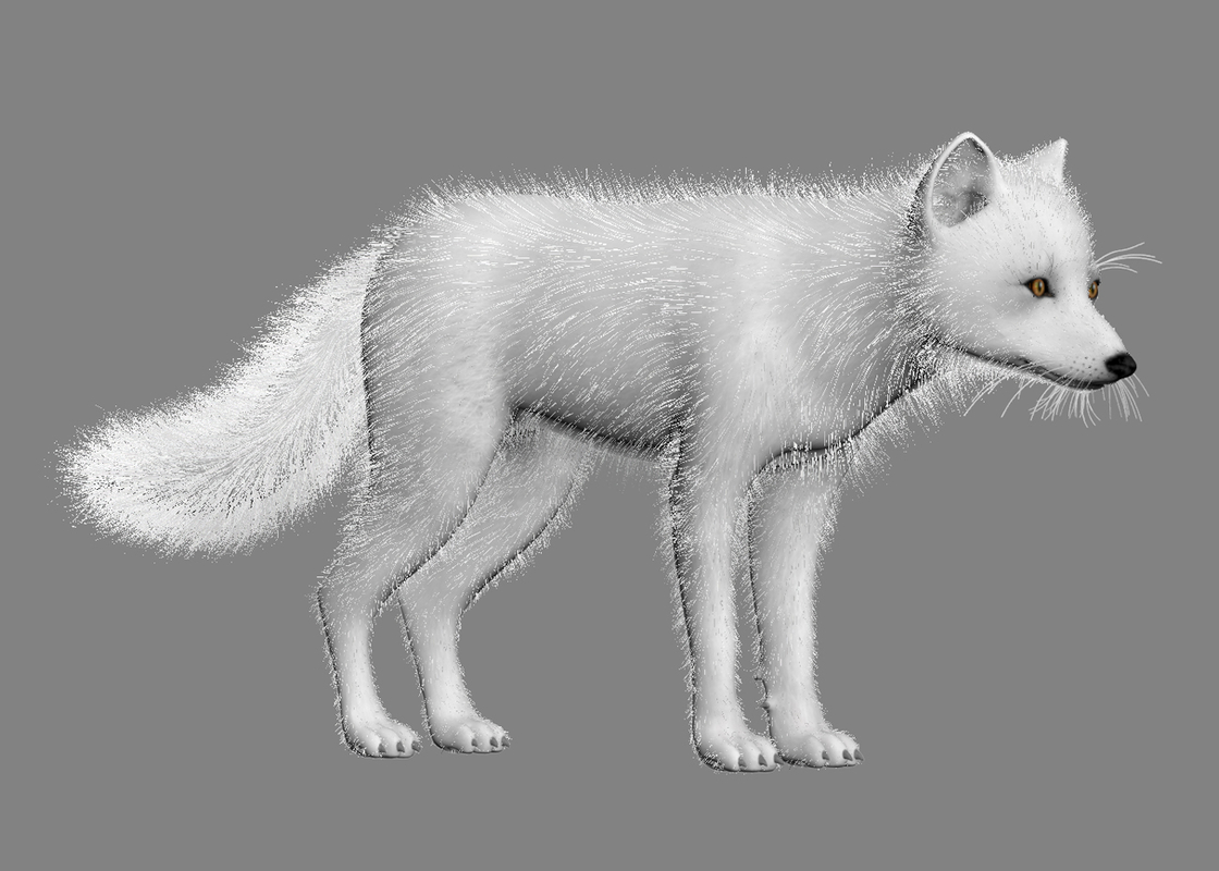 3d arctic fox fur model