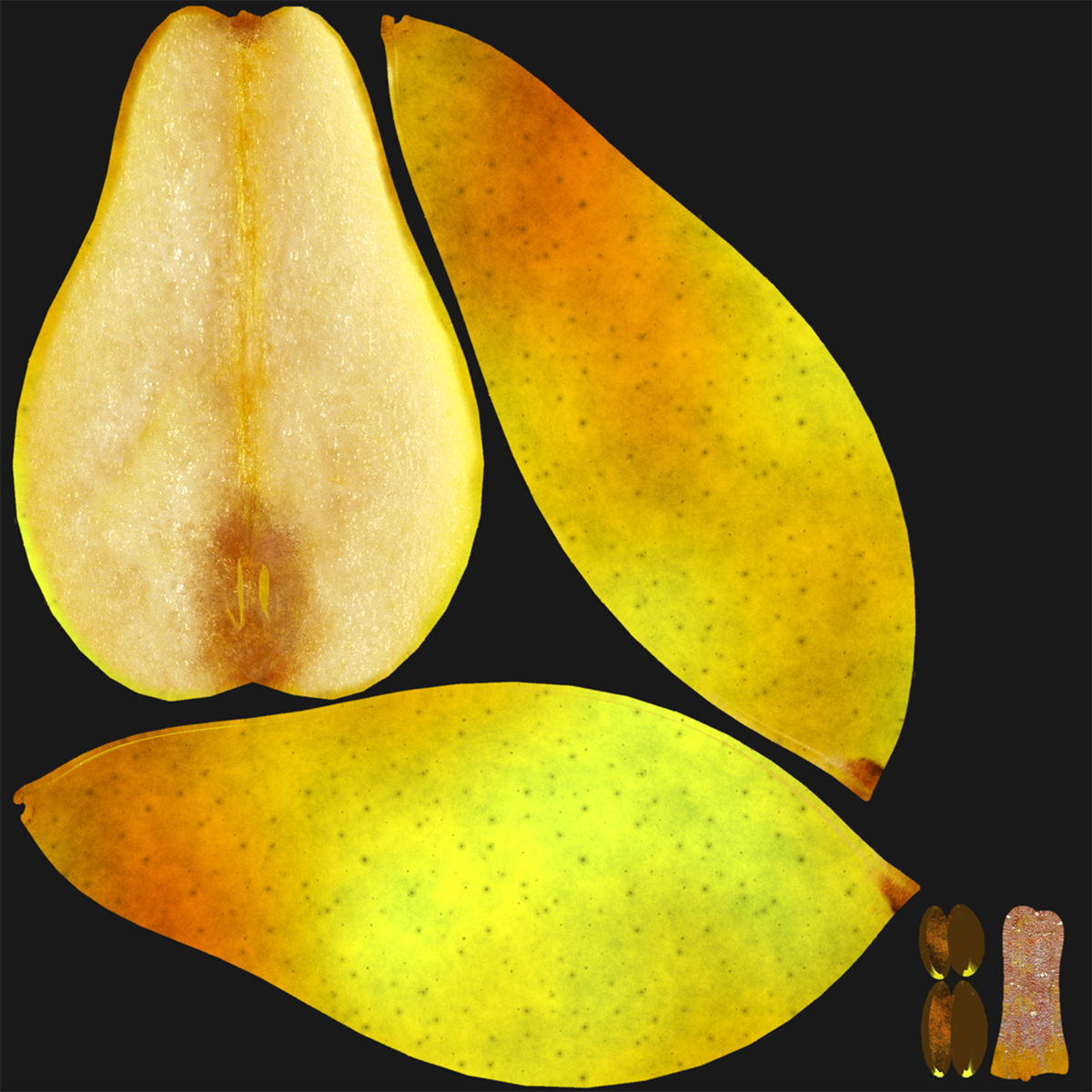 3d pear photorealistic model