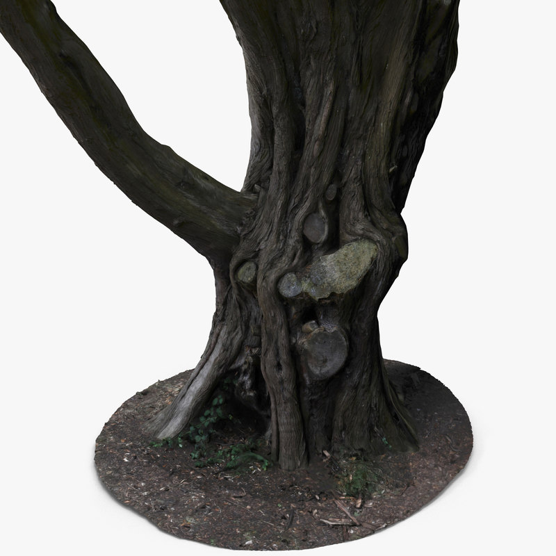 tree trunk dxf