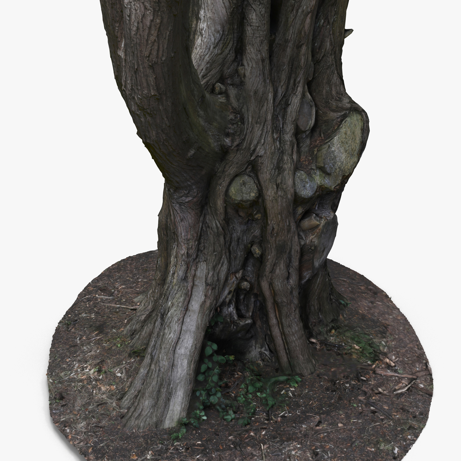 tree trunk dxf