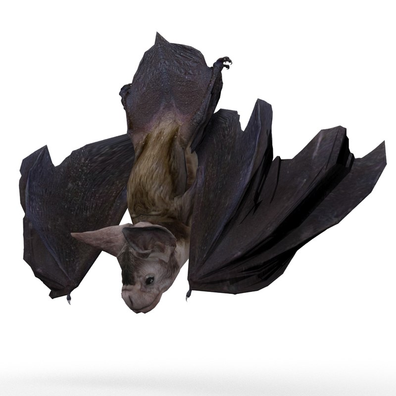 3d max vampire bat animations