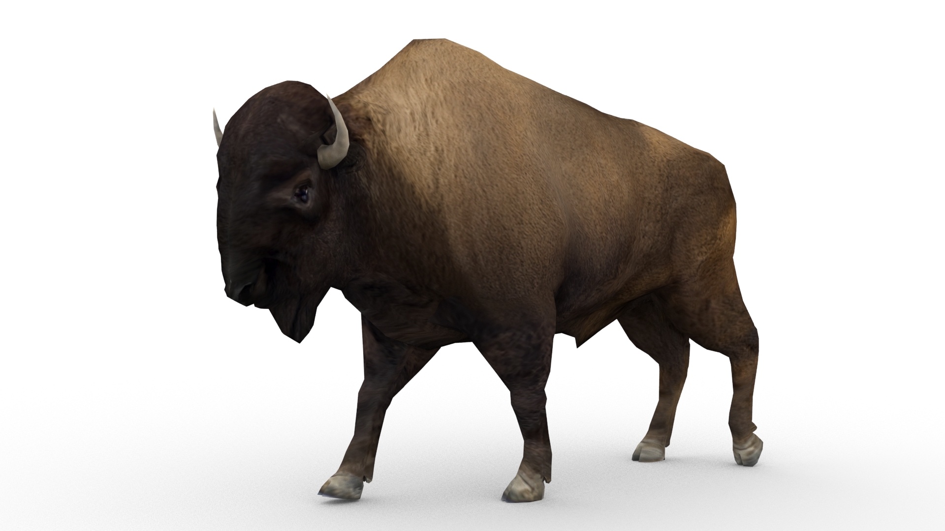 american buffalo animations 3d max
