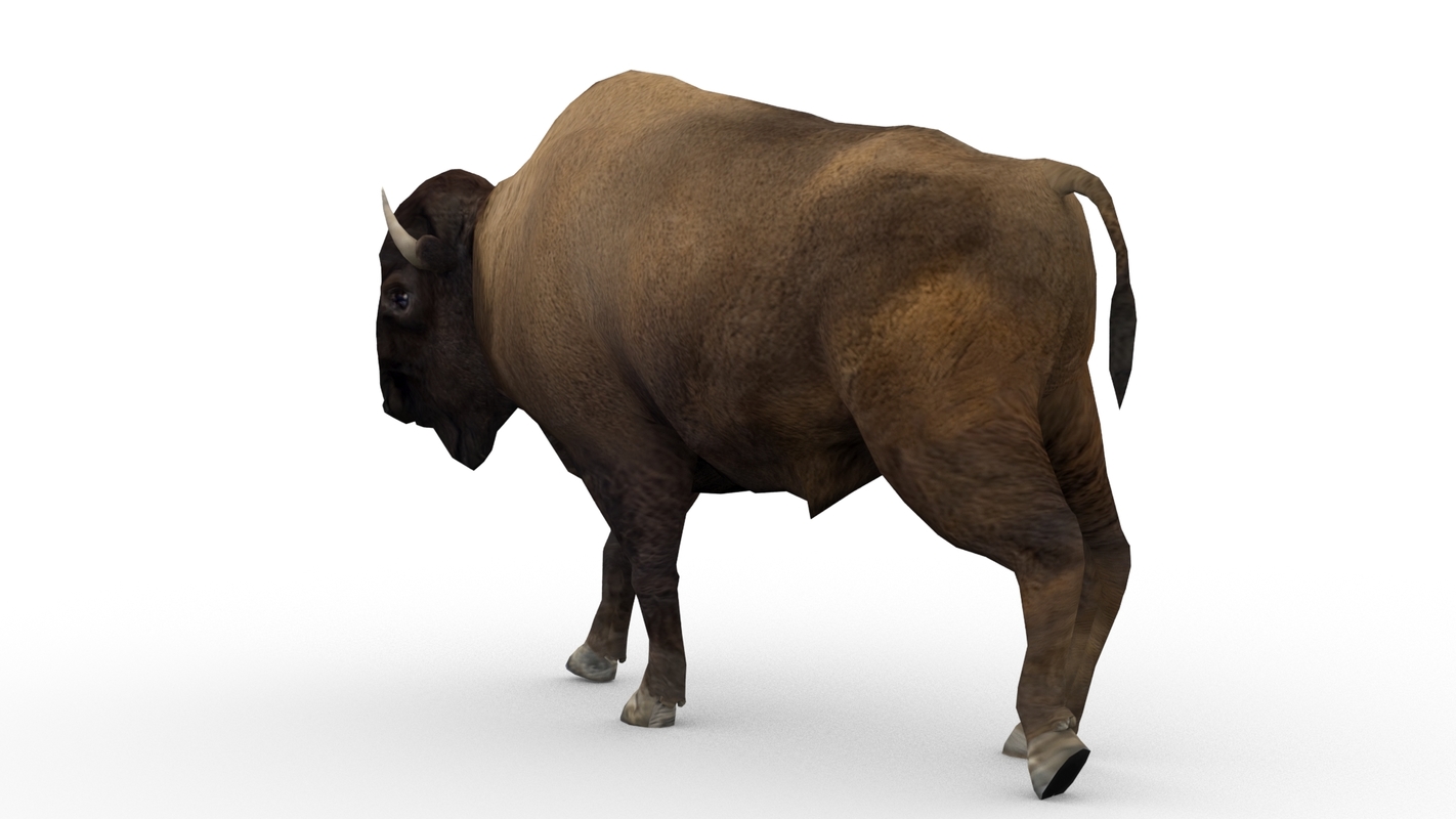american buffalo animations 3d max