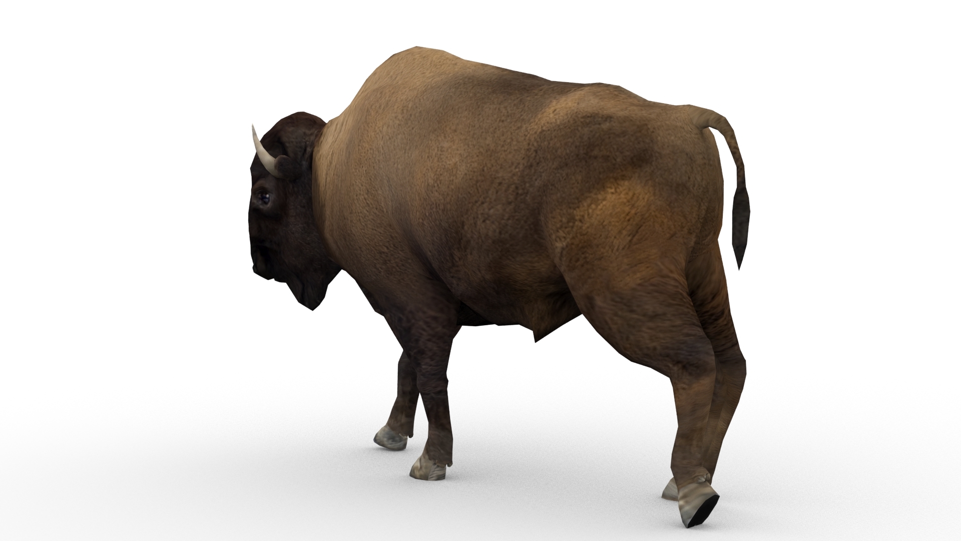 american buffalo animations 3d max