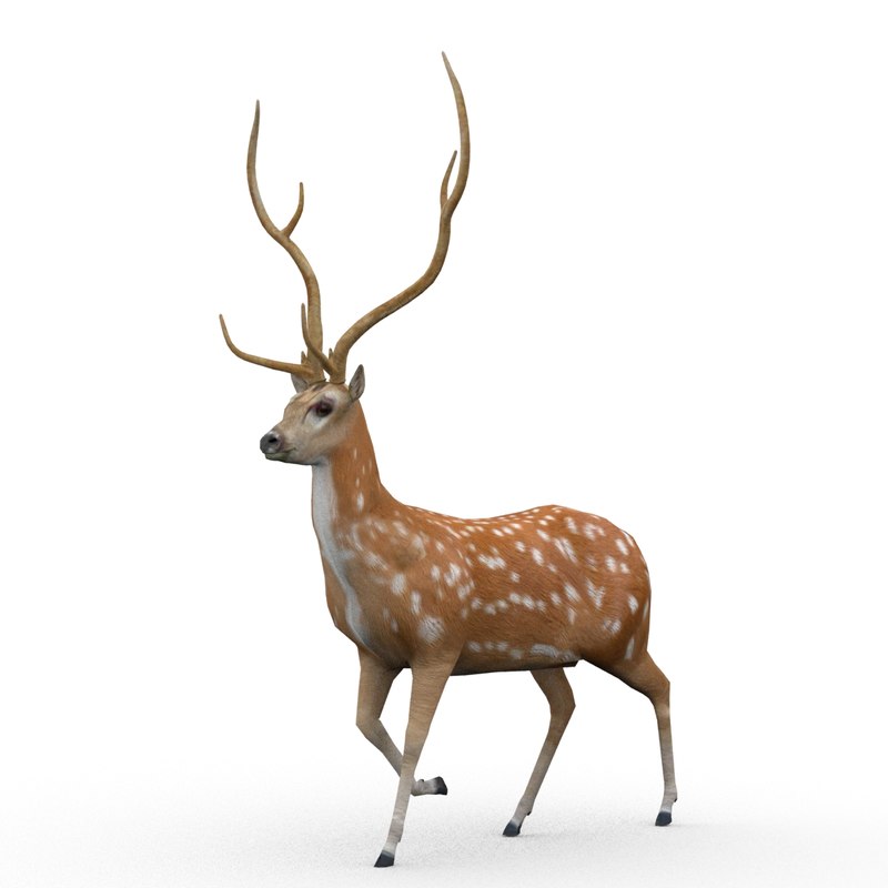 deer animations 3d max