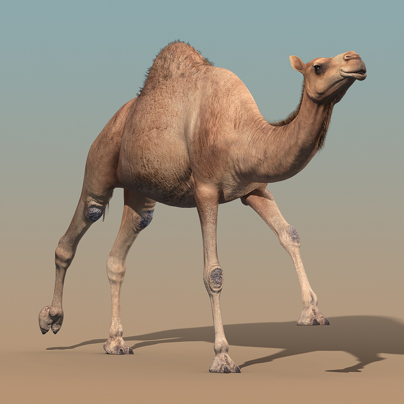 camel animation 3d max