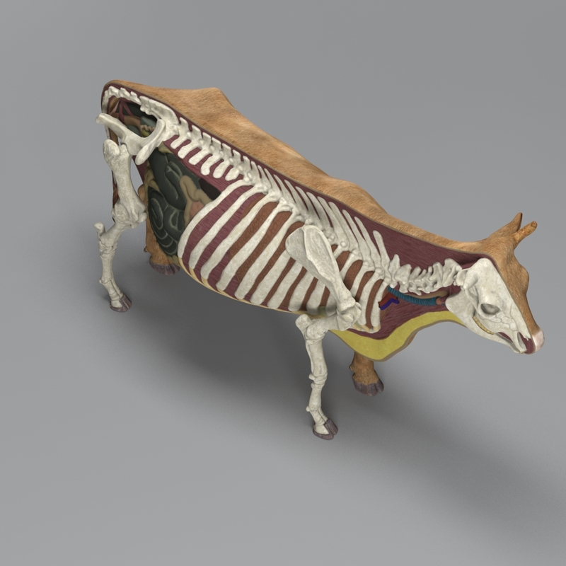 3d model of cow anatomy
