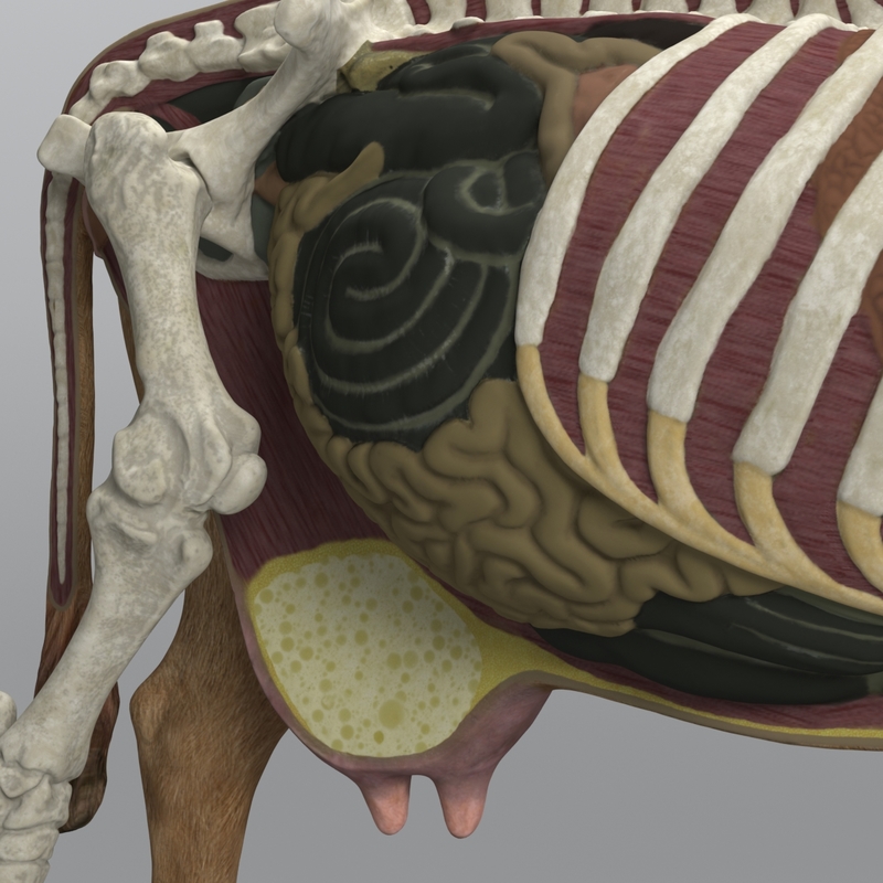 3d model of cow anatomy