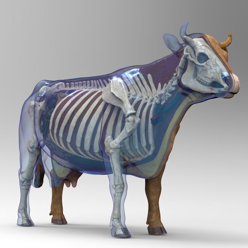 3d model of cow anatomy