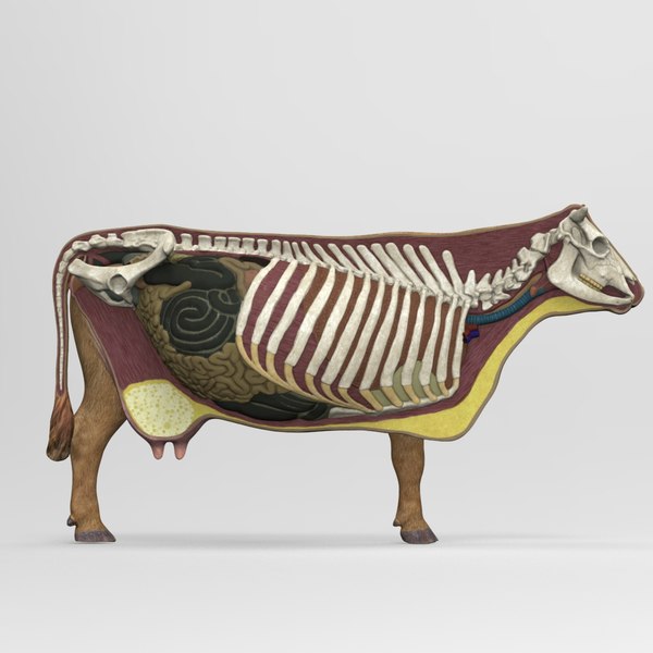 modelo 3d Anatomía de la vaca - TurboSquid 1064252
