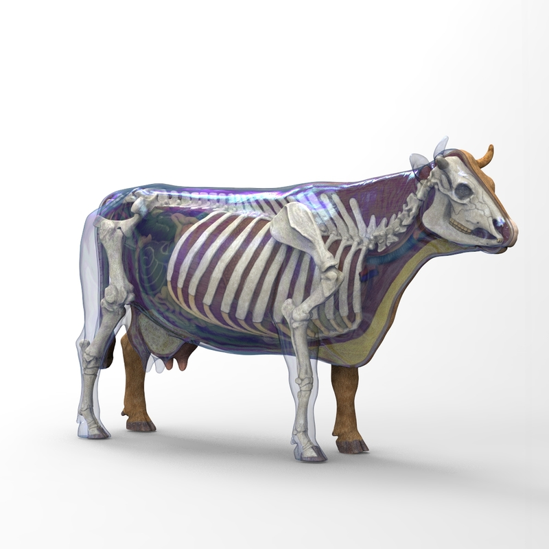 3d model of cow anatomy