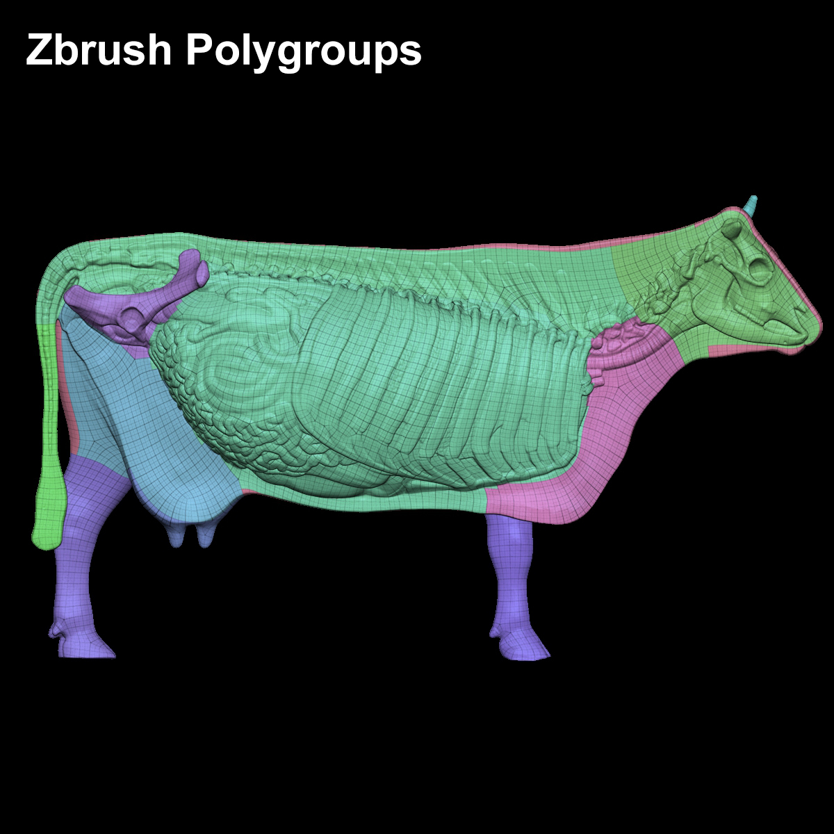 3d model of cow anatomy