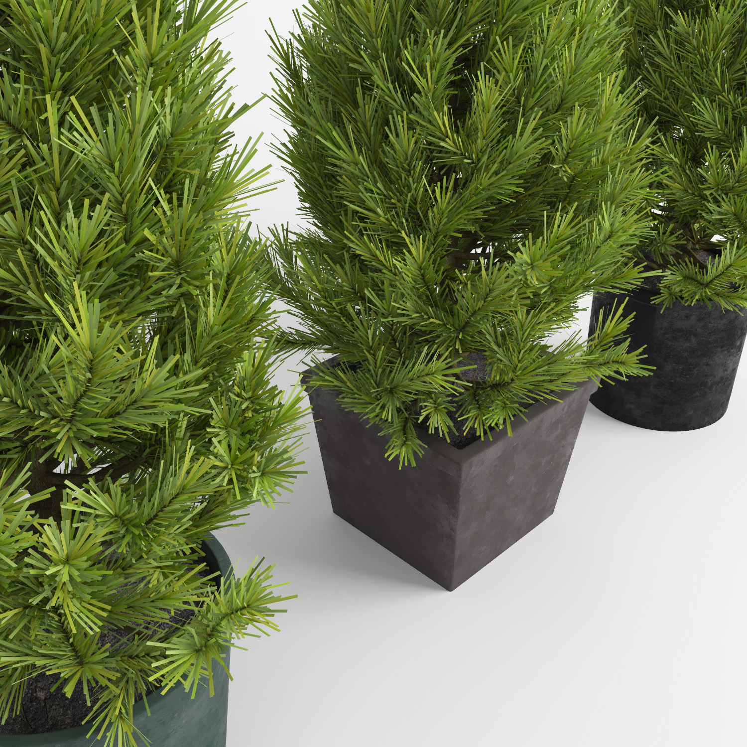 3d model realistic pinus trees pots