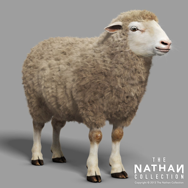 3d model sheep fur
