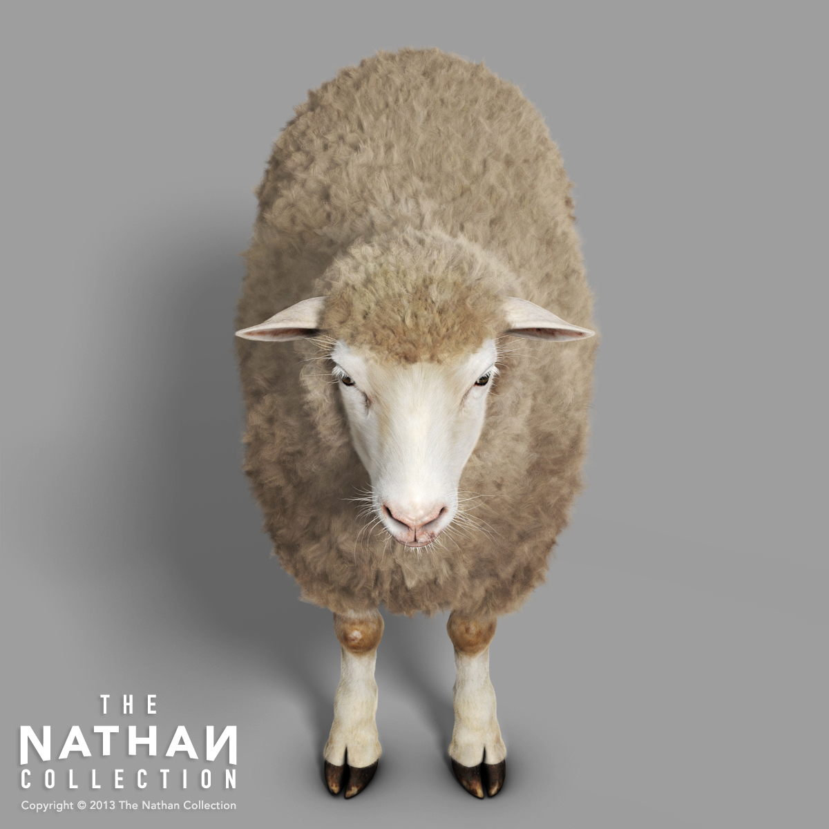 3d model sheep fur