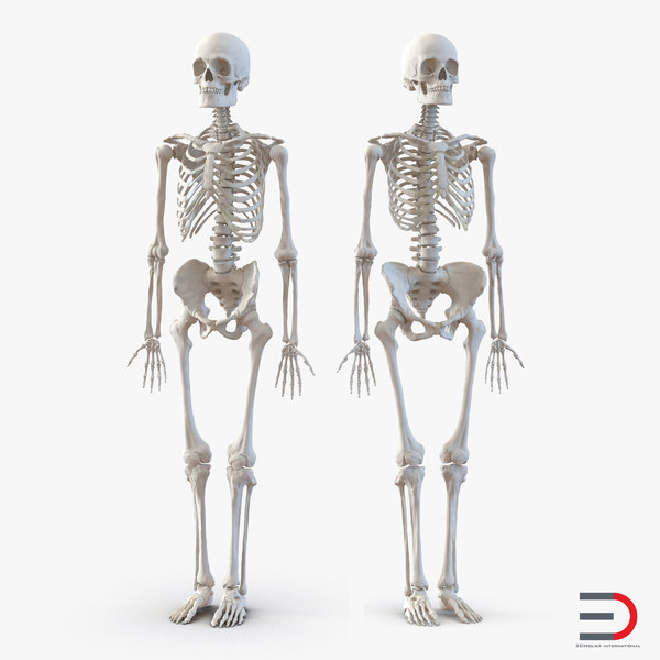 3d human skeletons rigged