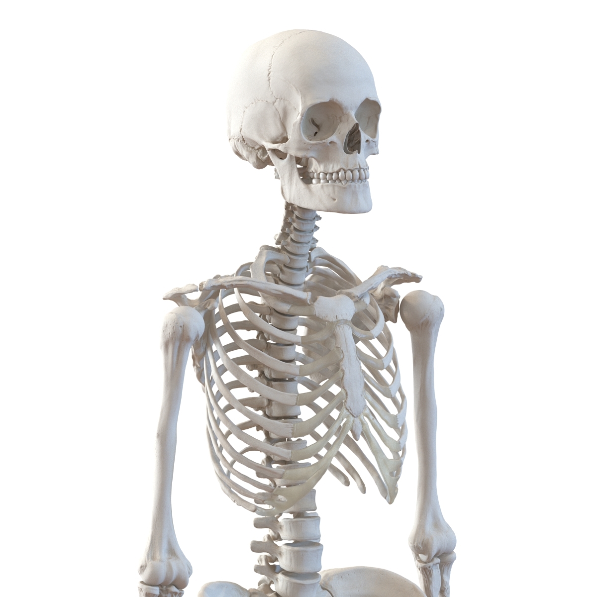 3d human skeletons rigged