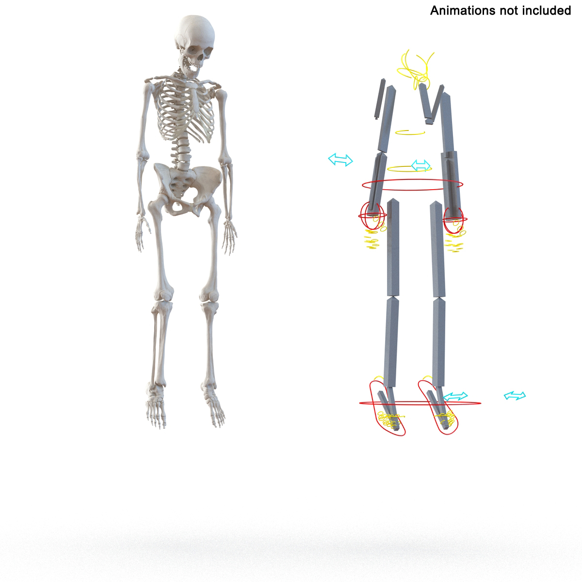 3d human skeletons rigged