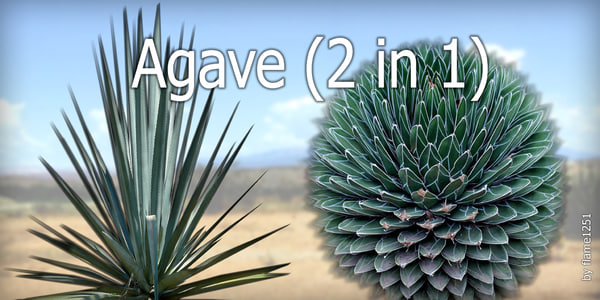 Texture PNG agave agaves plant