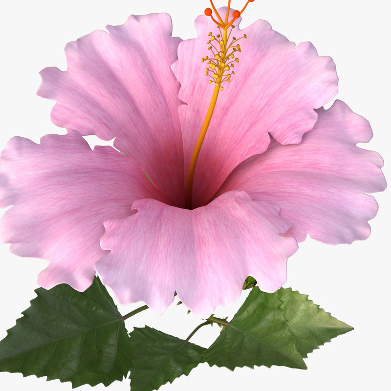 3d model hibiscus pink