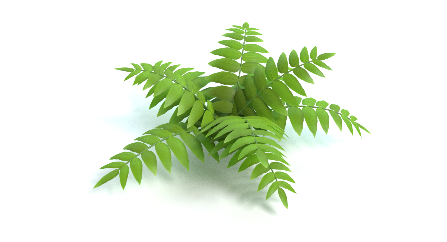 3d cartoon fern model