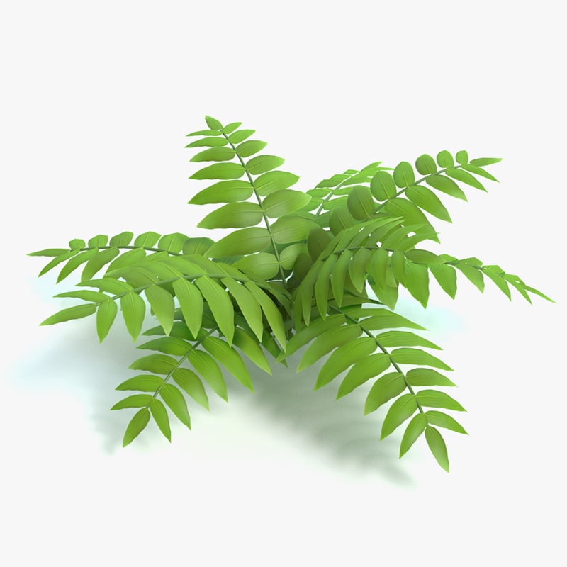 3d cartoon fern model