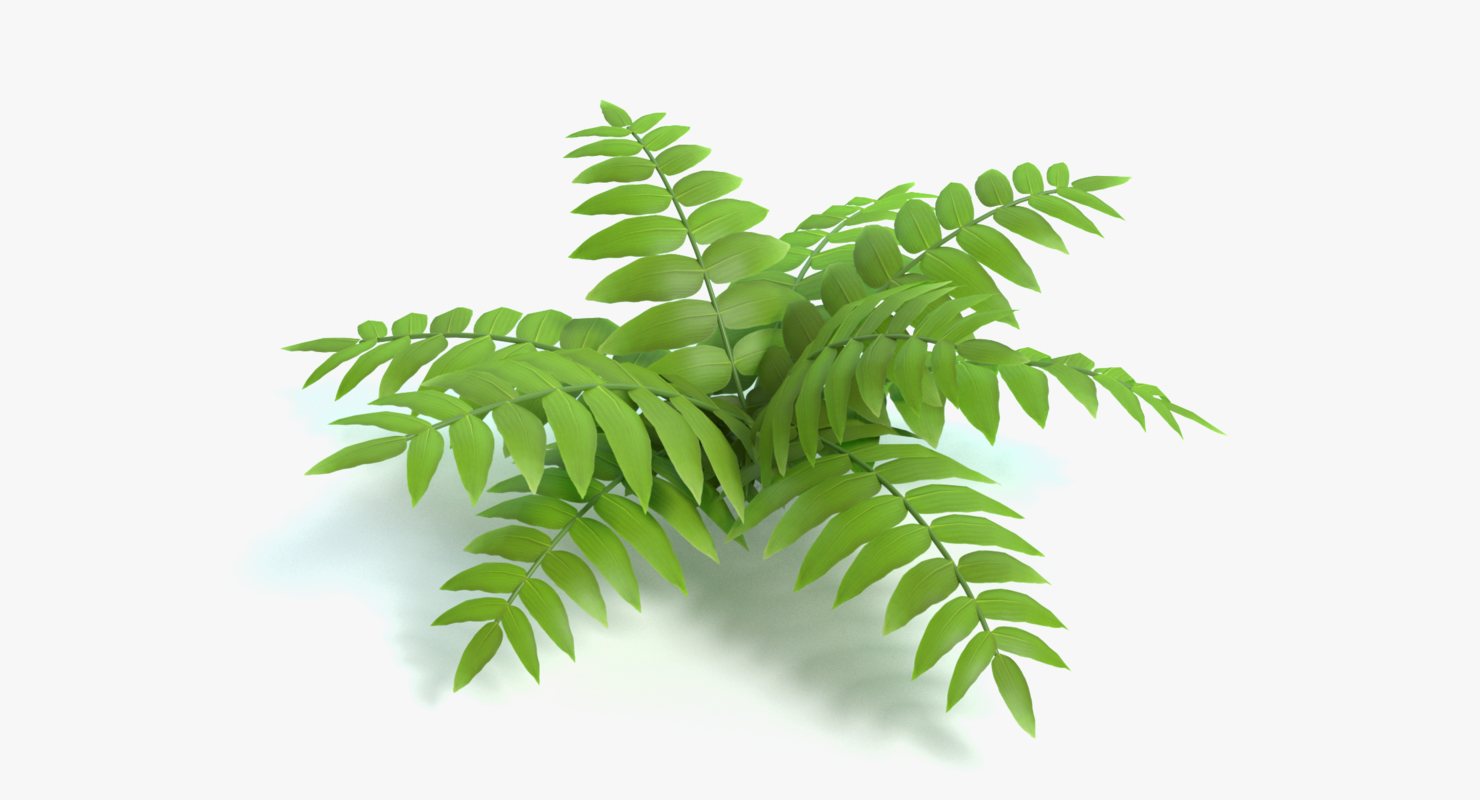 3d cartoon fern model