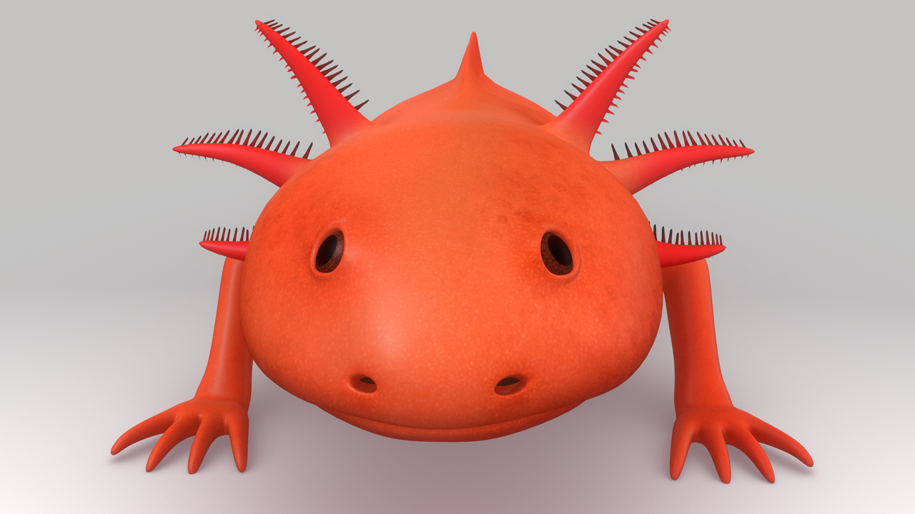 3d axolotl larva model