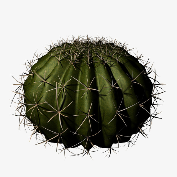 ball cactus obj