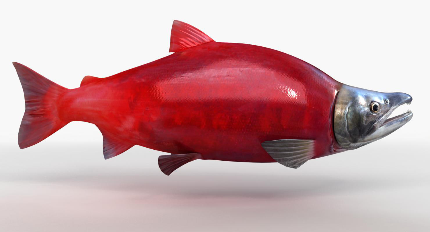 max sockeye salmon animation